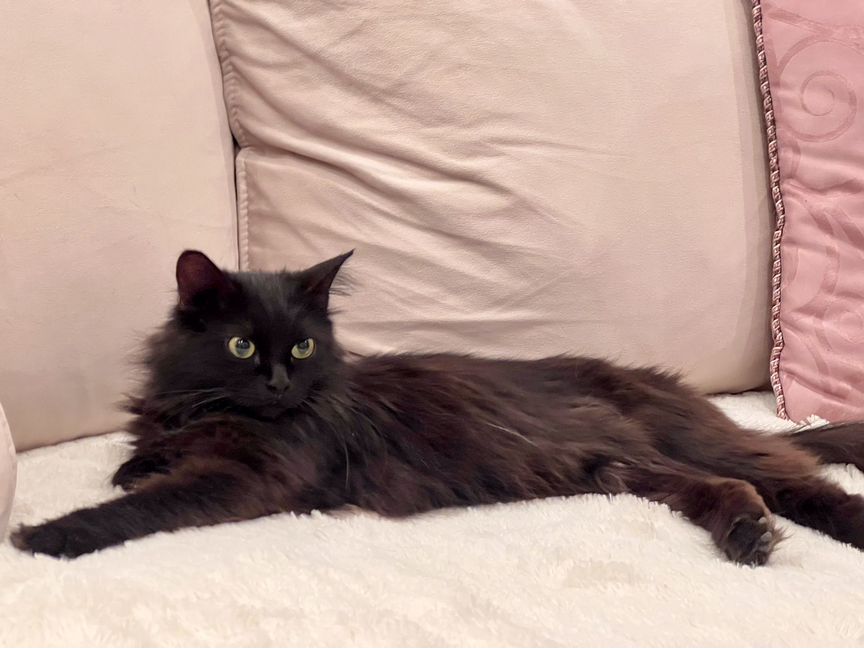 Кошечка в добрые руки