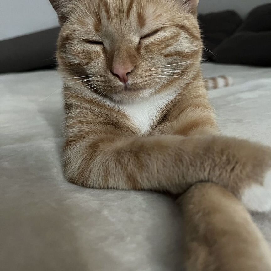 Отдам кота в добрые руки бесплатно