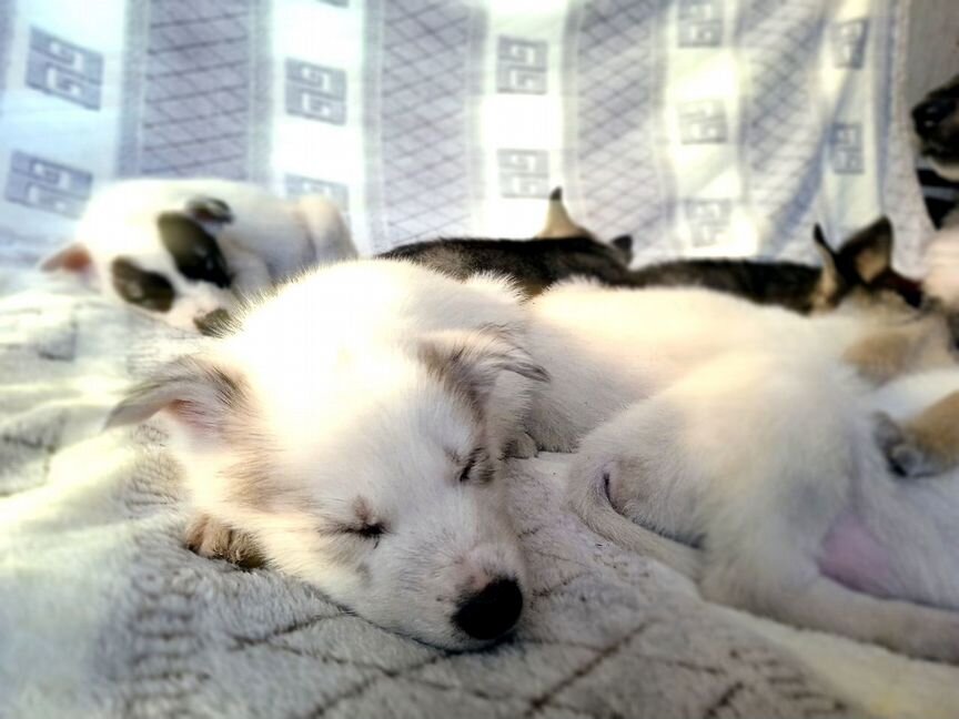 Отдам щенков в добрые руки бесплатно