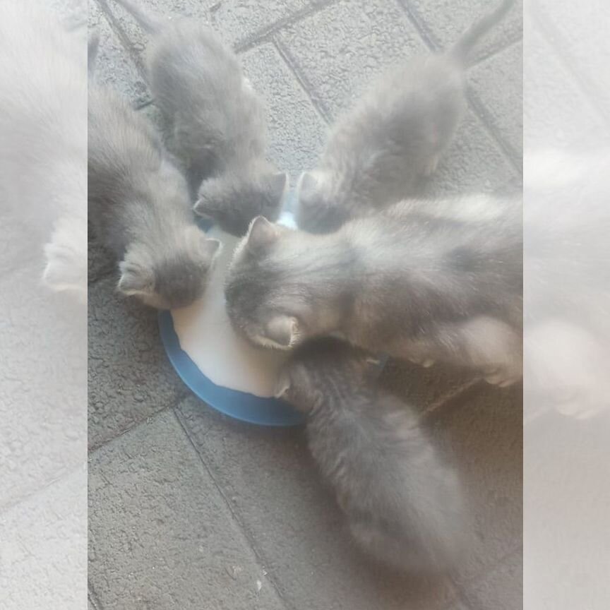 Британские вислоухие котята