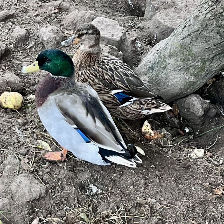 Подсадные утки для охоты