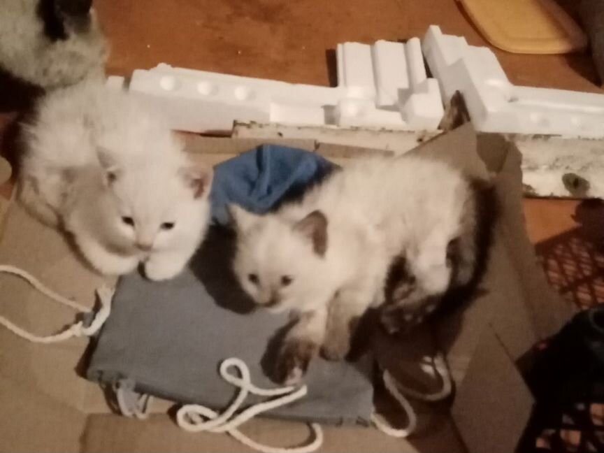 Котята отдам в добрые руки бесплатно
