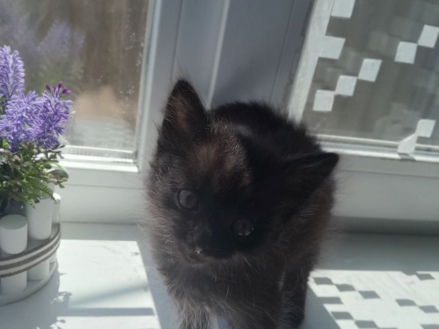 Котёночек (мальчик)