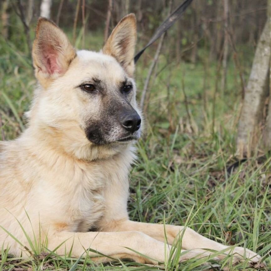 Собака в добрые руки (овчарка в дар)