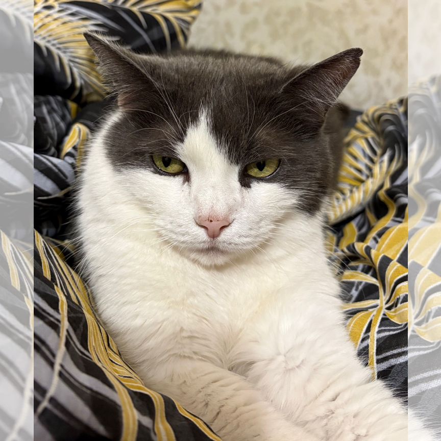 Взрослая, кошка в добрые руки