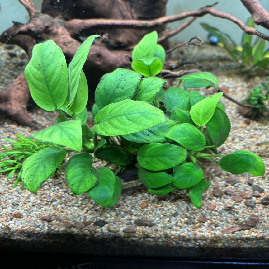 Анубиасы на лаве