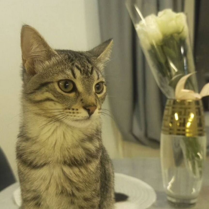 Шотланский котенок
