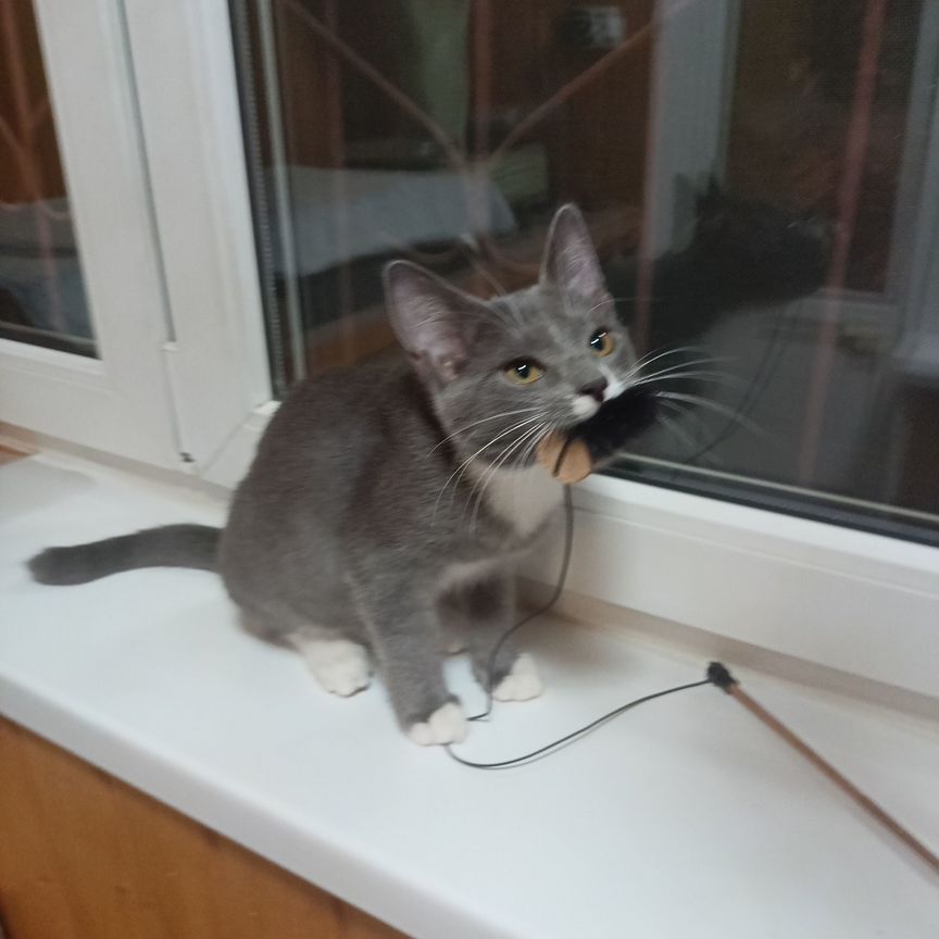 Котенок