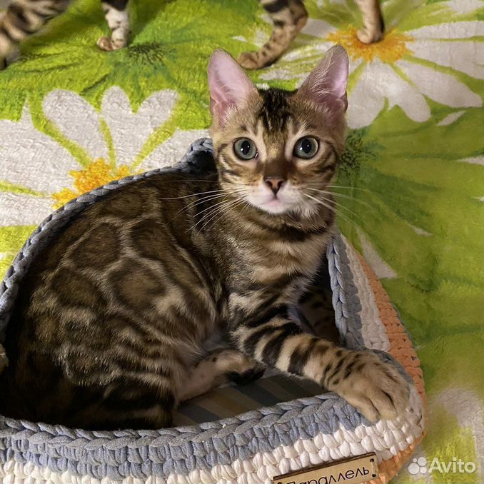 Бенгальские котята 3 месяца