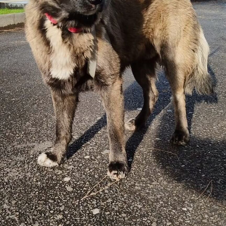 Огромный добрый пёс