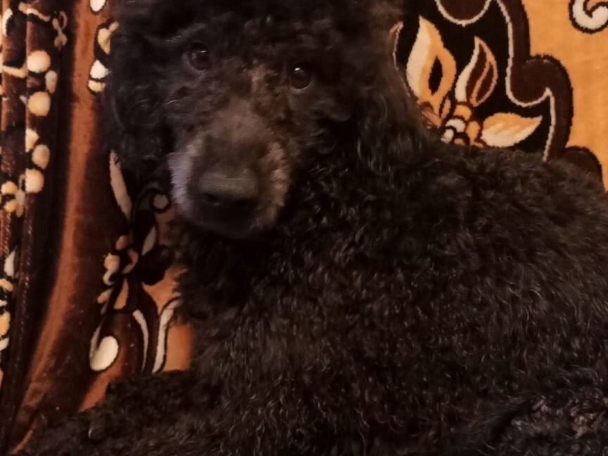 Карликовый пудель