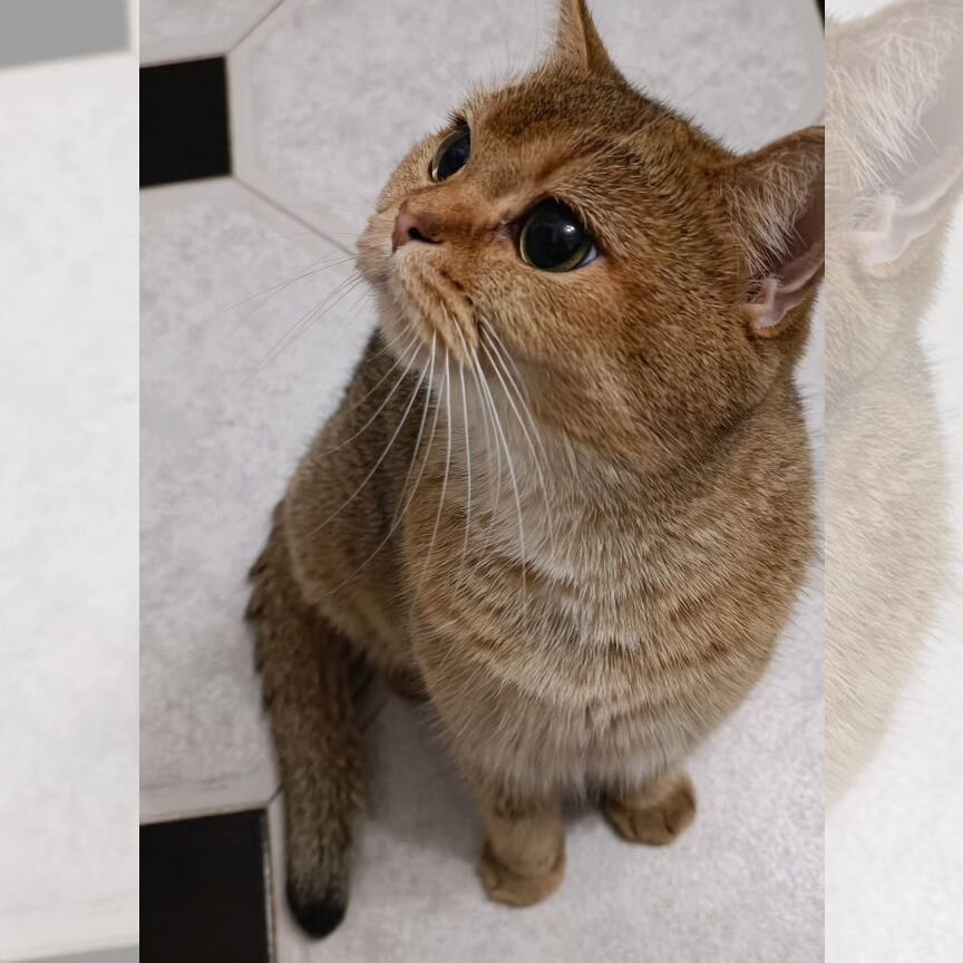 Британская золотая шиншилла