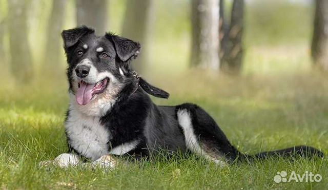 Солнечный Слай в добрые руки