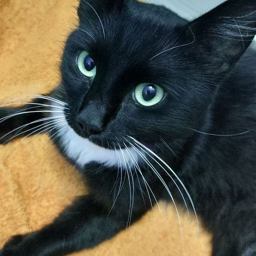 Котик ищет дом