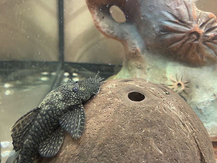 Аквариум с сомиками анциструс