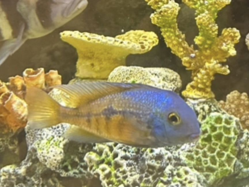 Никарагуанская цихлазома