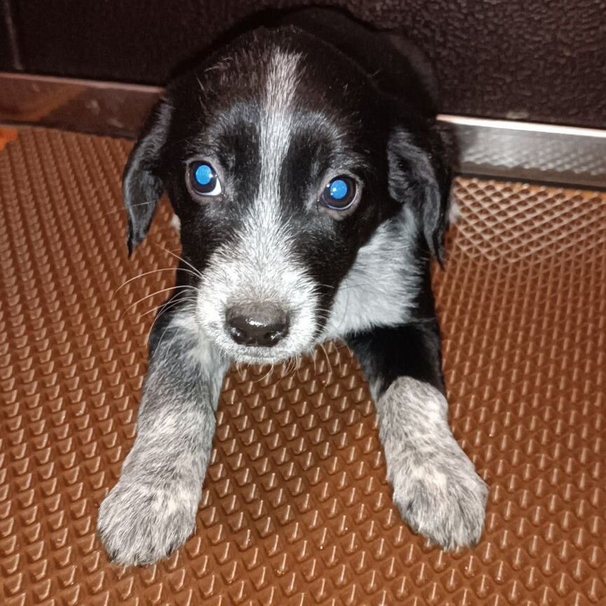 Ласковый щенок 2 мес в добрые руки