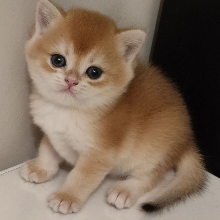 Британский короткошёрстный котёнок