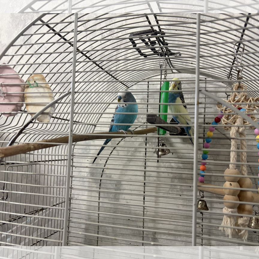 Волнистый попугай с клеткой