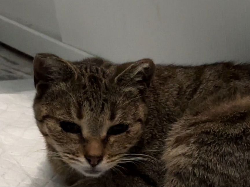 Помогите кошке