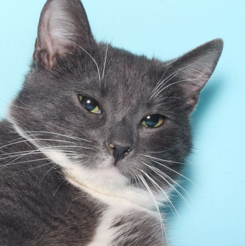 Сказочная Элли в добрые руки