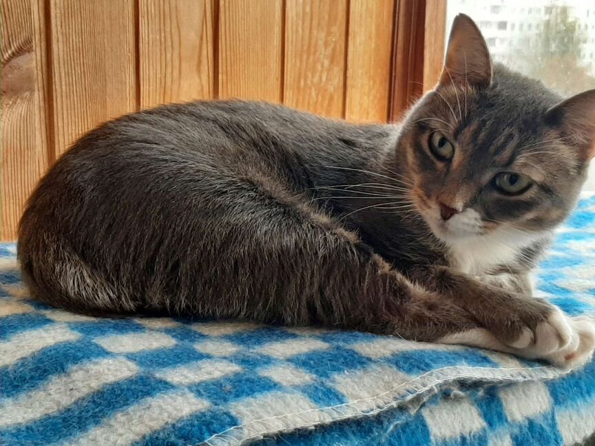 Котик серый