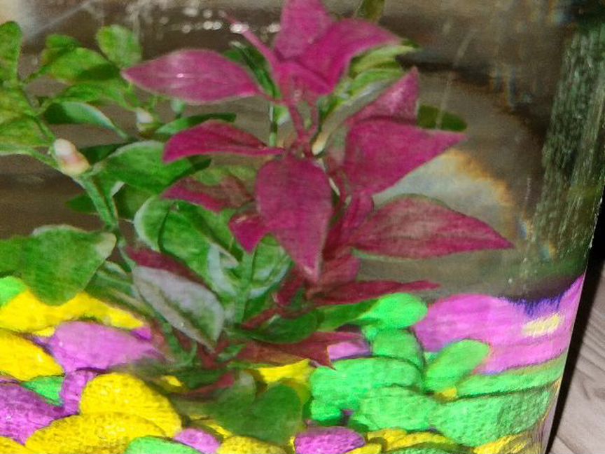 Аквариумные рыбки