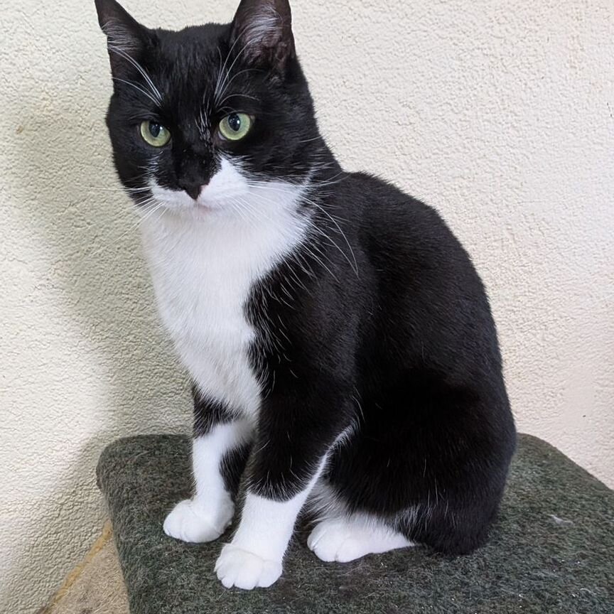 Взрослый кот в добрые руки