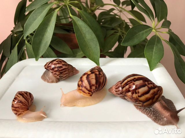 Улитки ахатины