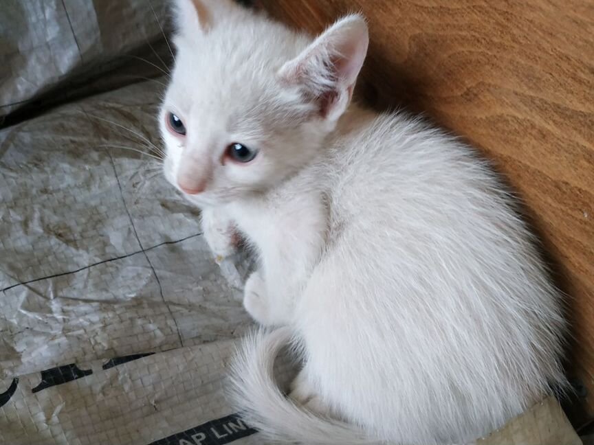 Кошки в добрые руки бесплатно