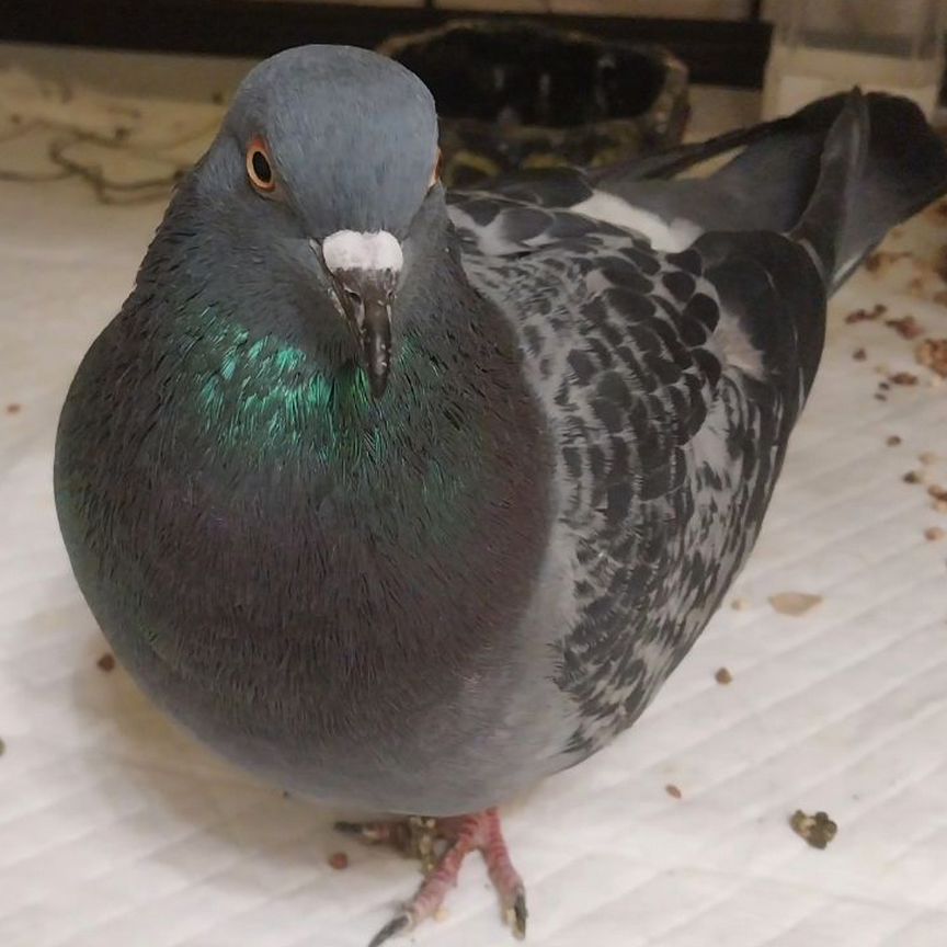 Потерялся голубь Ручной сизарик