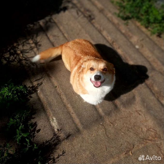 Милая Корги