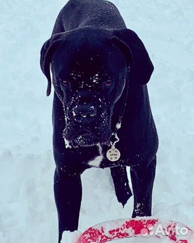 Кобель кане корсо на вязку