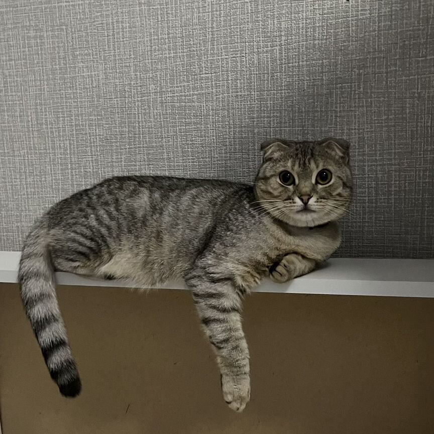 Кошка на вязку