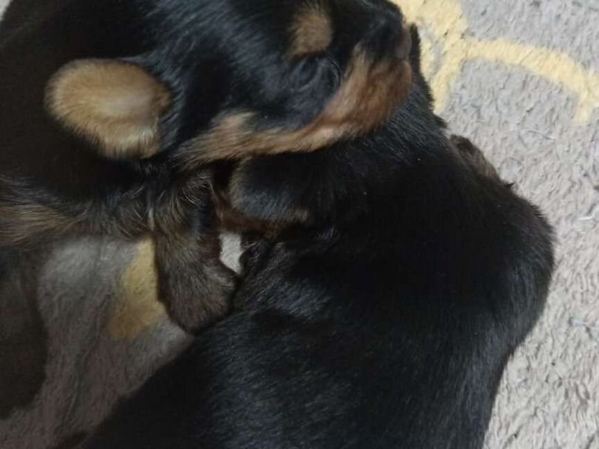 Собаки щенки йоркширский терьер