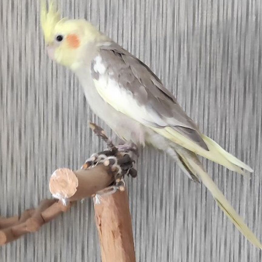 Попугай корелла с клеткой