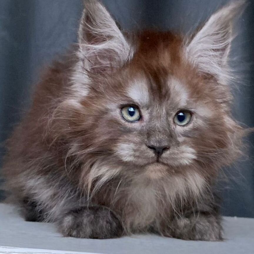 Мейн-кун котёнок