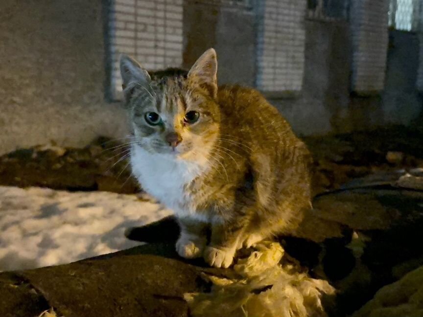 Трехцветочка девочка 5 мес. Выживает на трубах