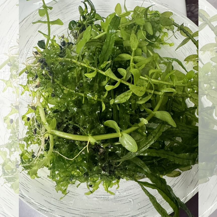 Аквариумные растения