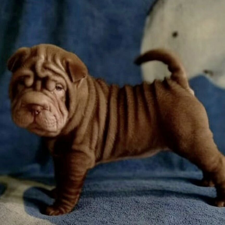 Шарпей, щенок
