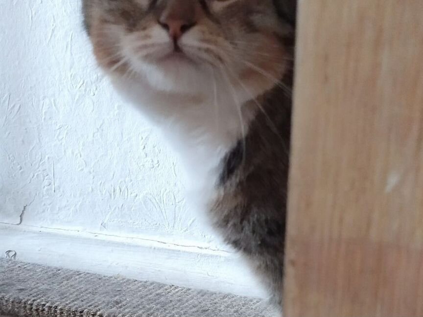 Скромное обаяние: кошка Мона, 1,5 года