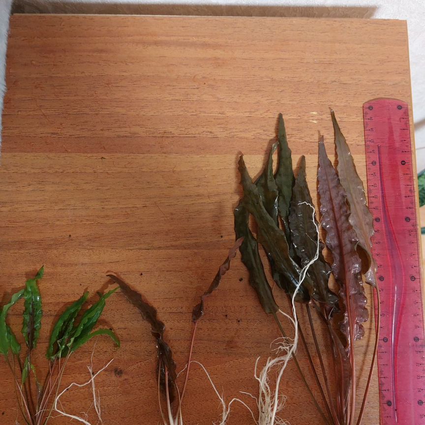 Криптокорина вендта