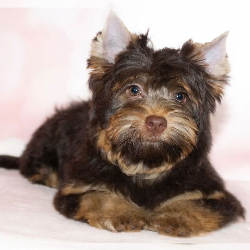 Йоркширский терьер, щенок