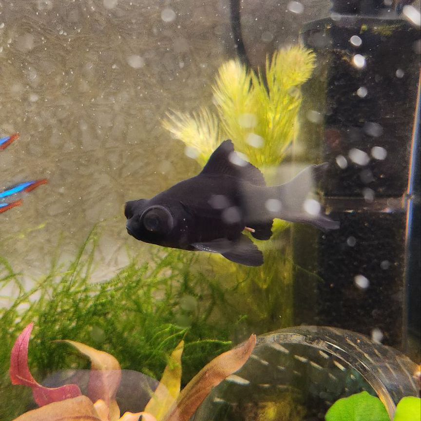 Телескоп чёрный