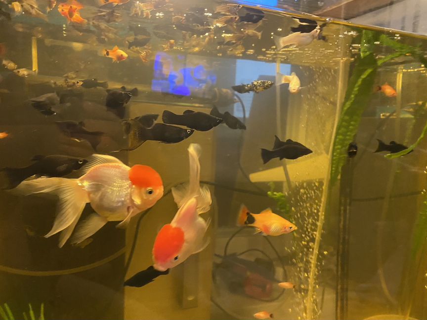 Аквариумные рыбки
