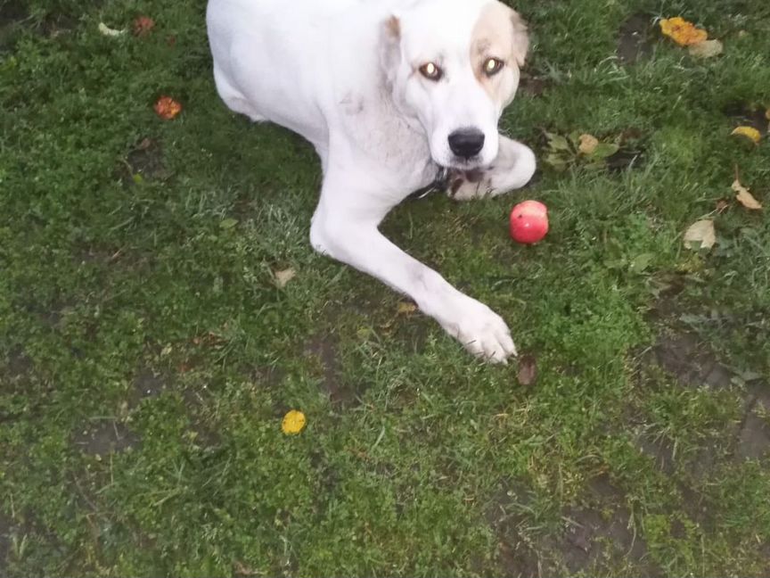 Собака алабай