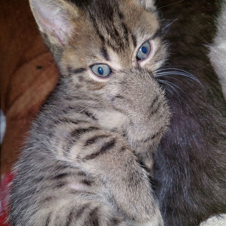 Шотландские котята в добрые руки