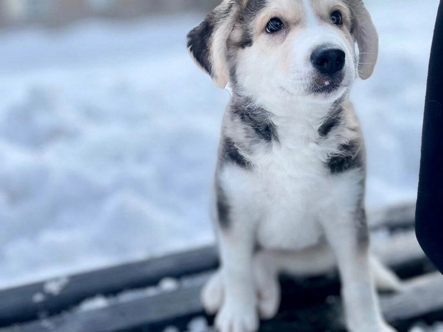 Славный Беляшик ищет дом и хозяев