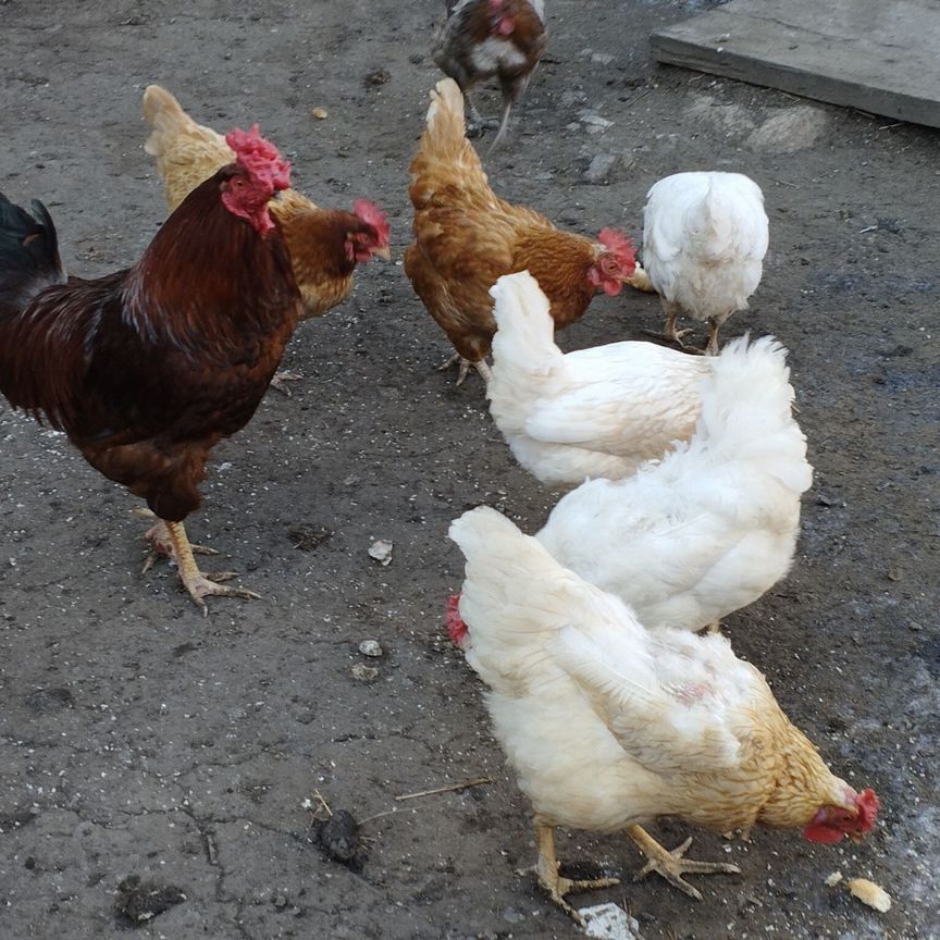 Куры домашние