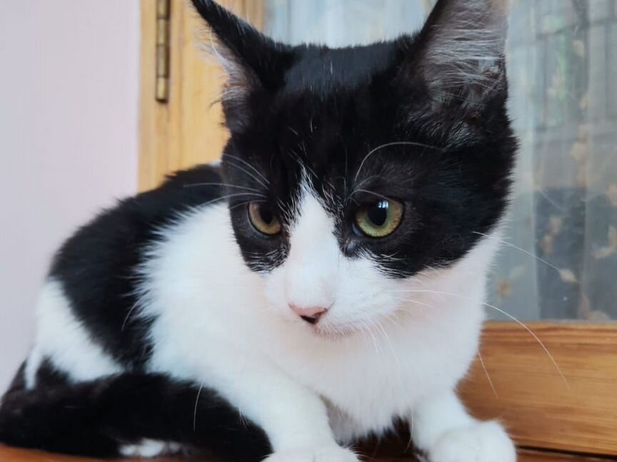 Кошка в дар